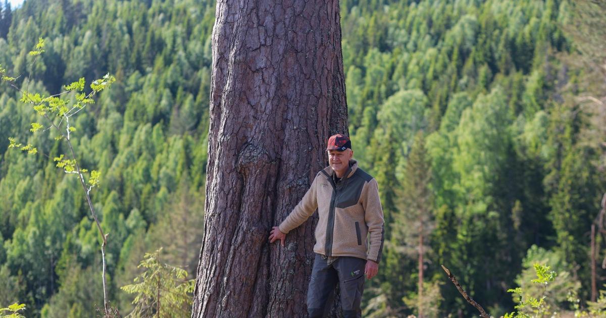 Historien om mastekastfurua - Viken Skog
